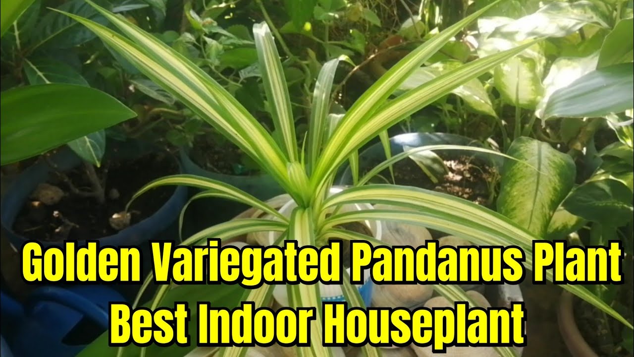 Golden Variegated Pandanus Plant - Best Indoor Houseplant in 2023 - YouTube