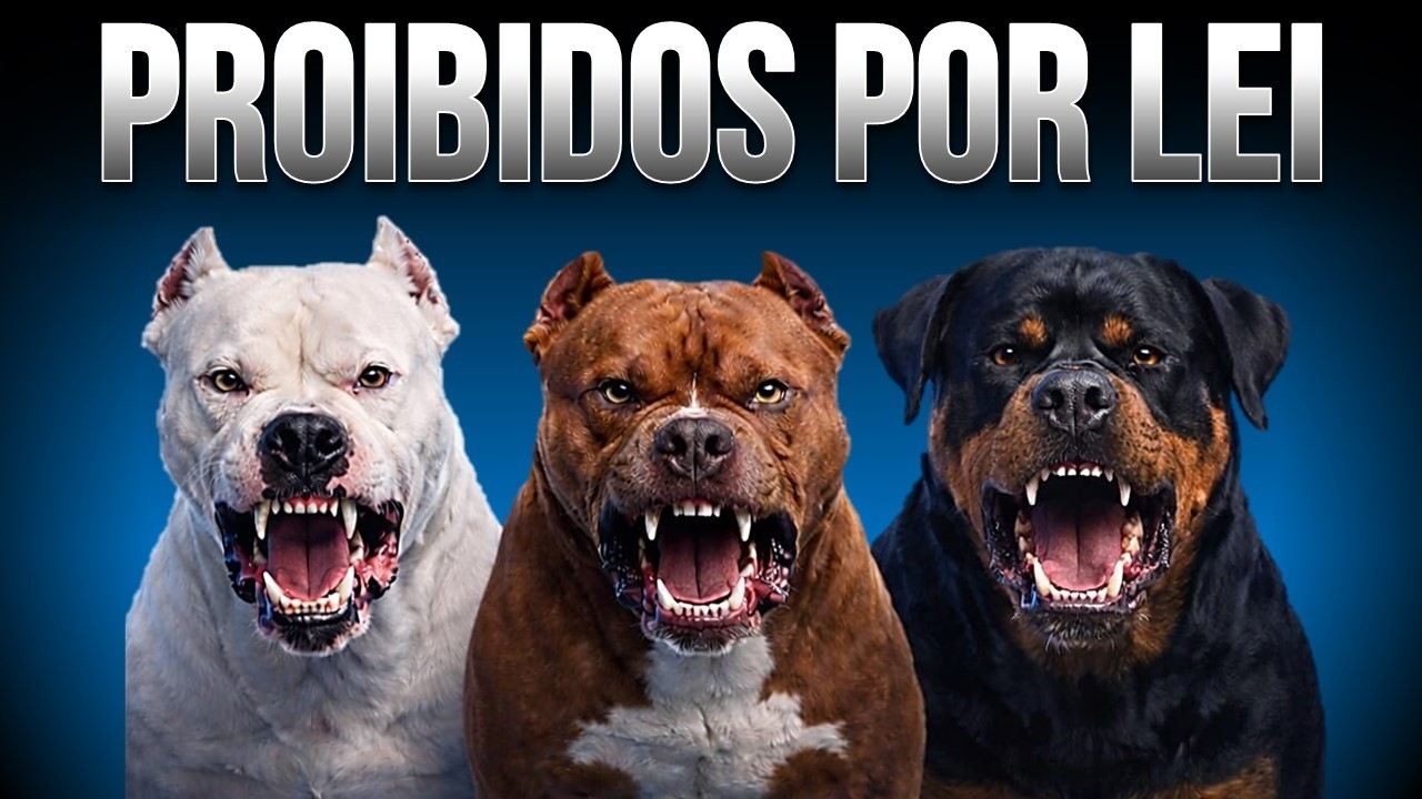OS 10 CÃES MAIS PROIBIDOS DO MUNDO! - YouTube
