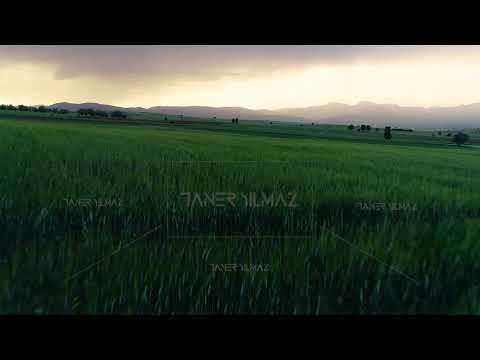 Stock Video Footage. Gün batımı, Yemyeşil buğday tarlalar ve  yol. Hava çekimi. 4K. 60 Fps. 002
