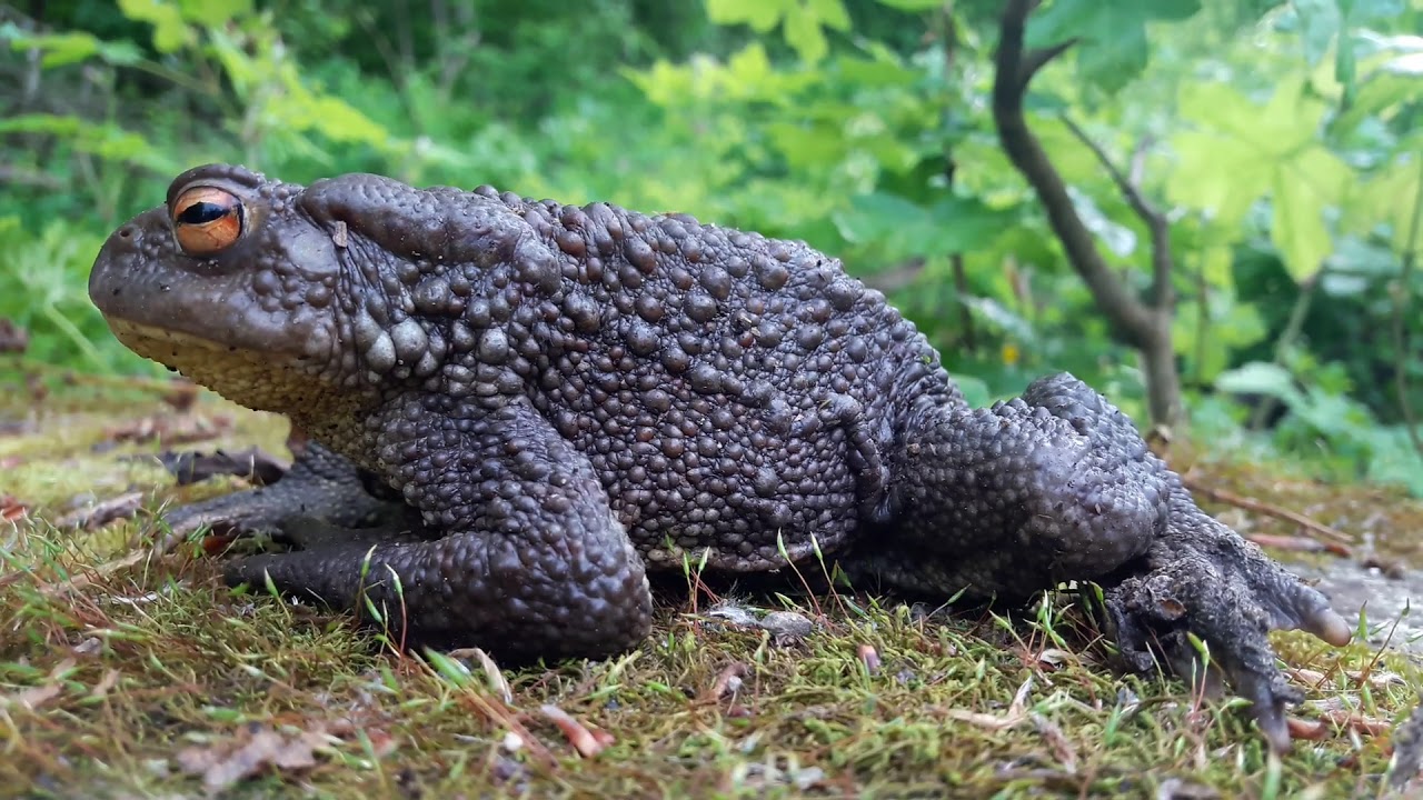Bufo bufo - Broasca râioasă - YouTube