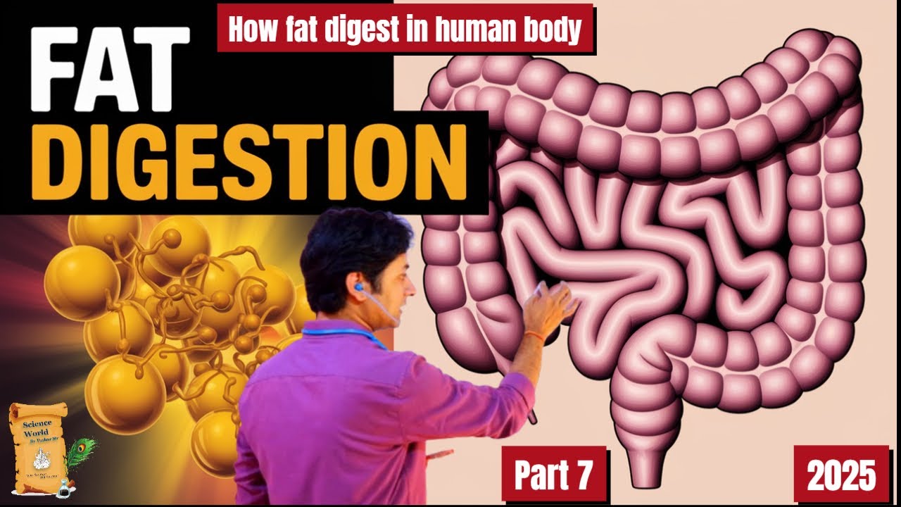 Class 10 Digestion of fat | How fat digest in human body | Digestion of ...
