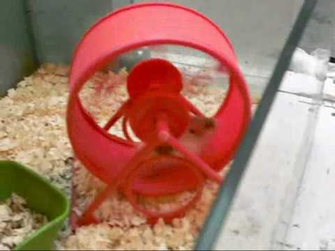 the fastest Hamster in the world!!! - YouTube