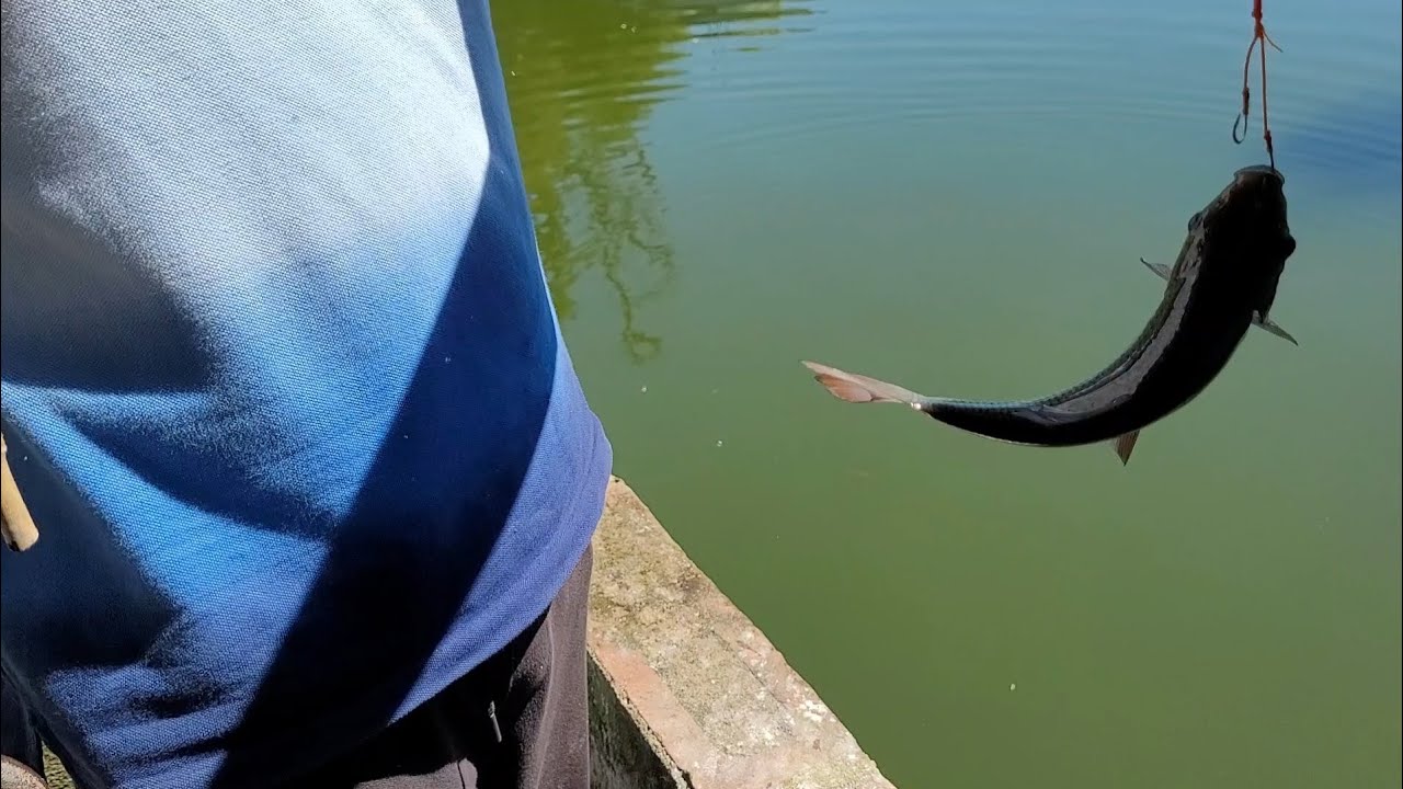 Chara Pona fish catching by Kolkata Fishing - YouTube