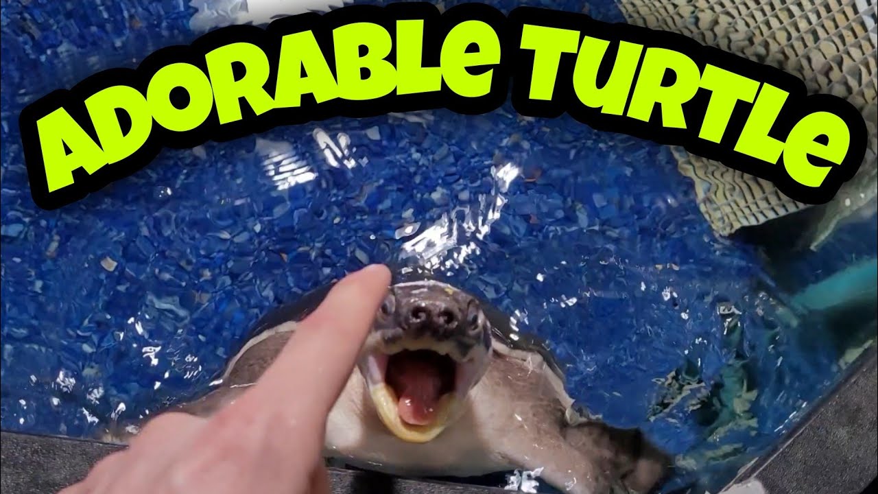 Curing the Carapace on this Adorable Fly River Turtle "HUBERT" - YouTube