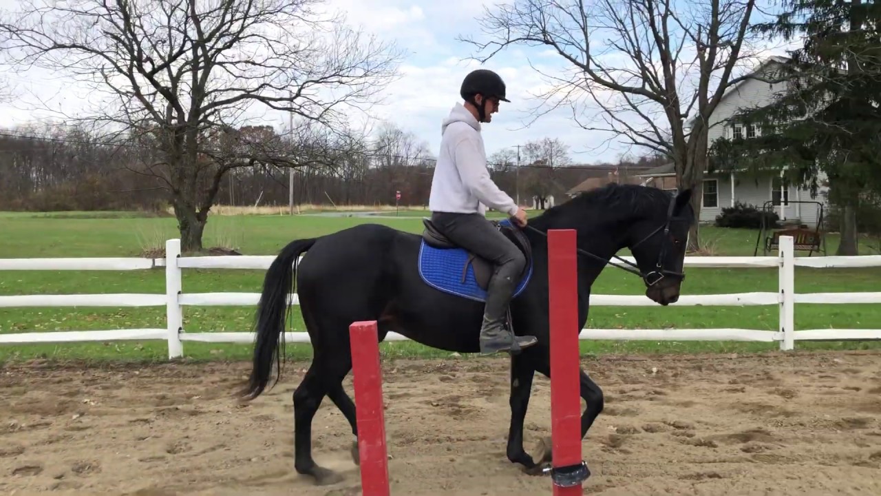 Flynn 2015 Ottb gelding - YouTube