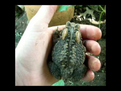How to properly hold a toad - YouTube