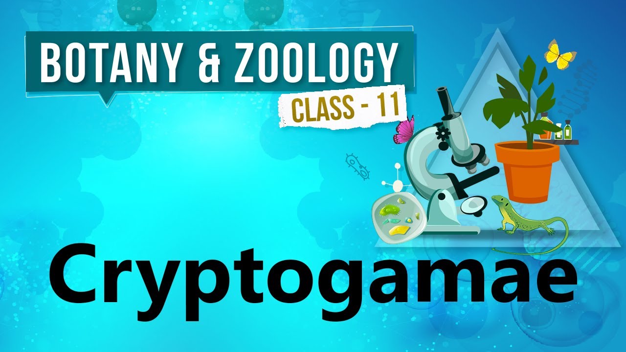 Cryptogamae - Kingdom Plantae - Biology Class 11 - YouTube