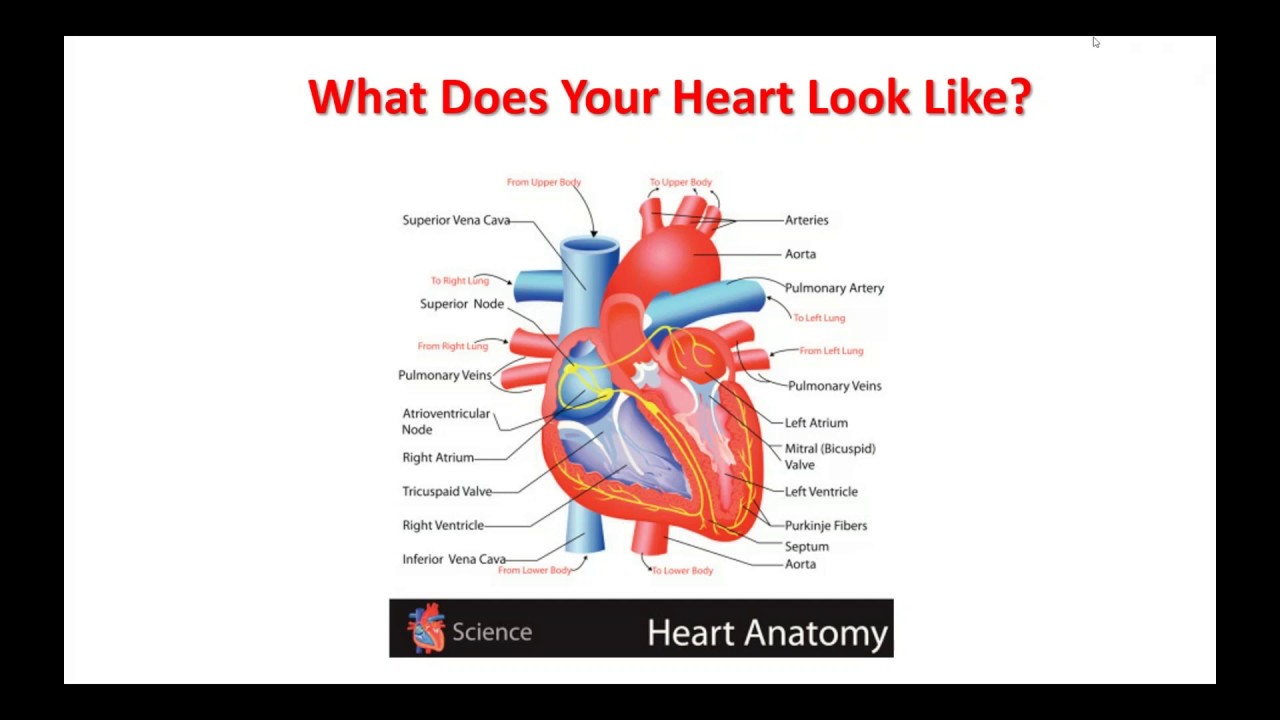 Heart Health - Keep Your Ticker Healthy! - YouTube