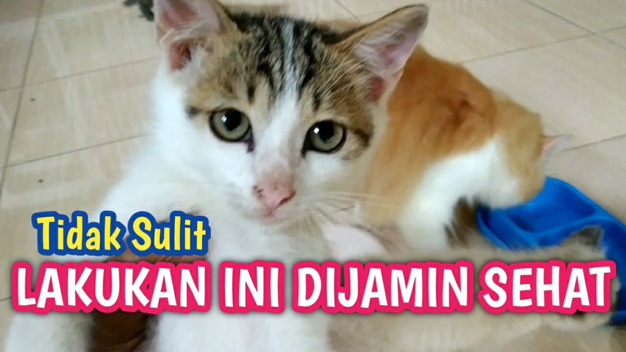 6 CARA SUPAYA KUCING GEMUK SEHAT TIDAK MUDAH SAKIT - YouTube