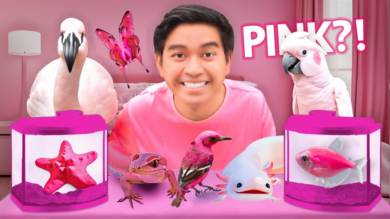 BELI SEMUA HEWAN WARNA PINK DI PASAR IKAN TERBESAR BANDUNG! - YouTube