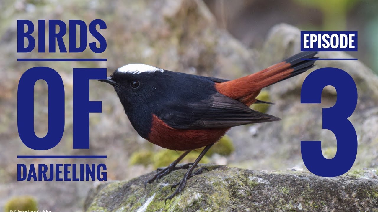 Birds of Darjeeling #Ep 03 Exploring the birds found in Darjeeling. # ...