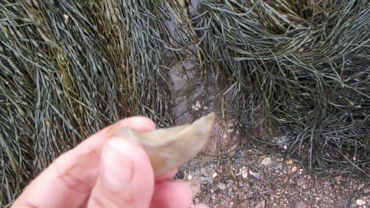 Devil's toenail extinct oyster shell from the Jurassic Triassic periods ...