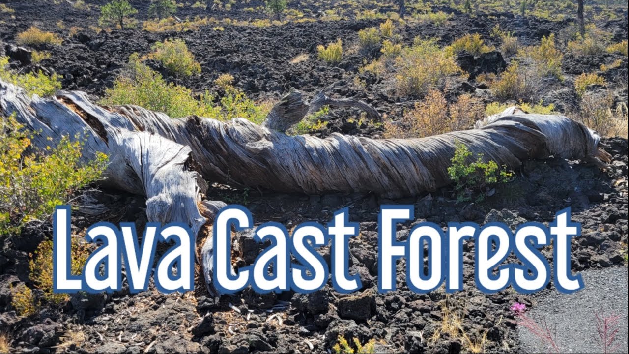 Lava Cast Forest