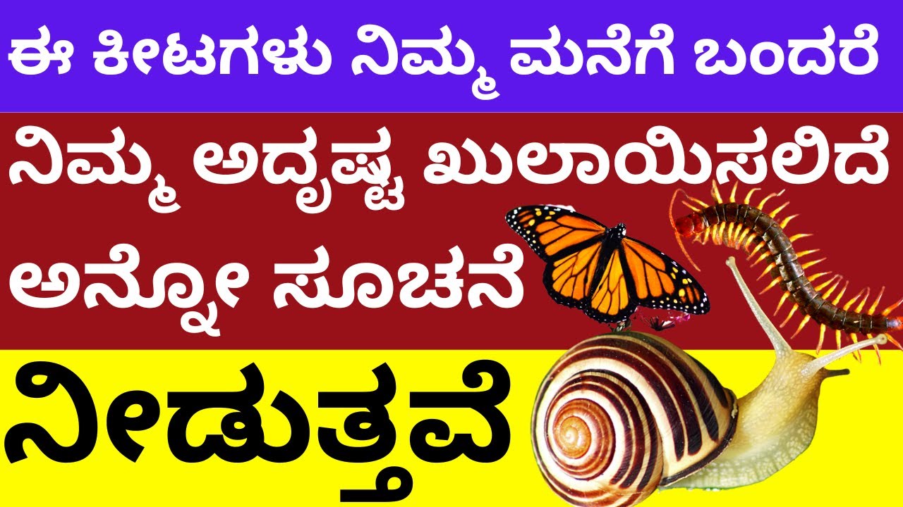 ಈ ಕೀಟಗಳು ನಿಮ್ಮ ಮನೆಗೆ ಬಂದರೆ ನಿಮ್ಮ ಅದೃಷ್ಟ ಖುಲಾಯಿಸುತ್ತೆ | Which insects in ...