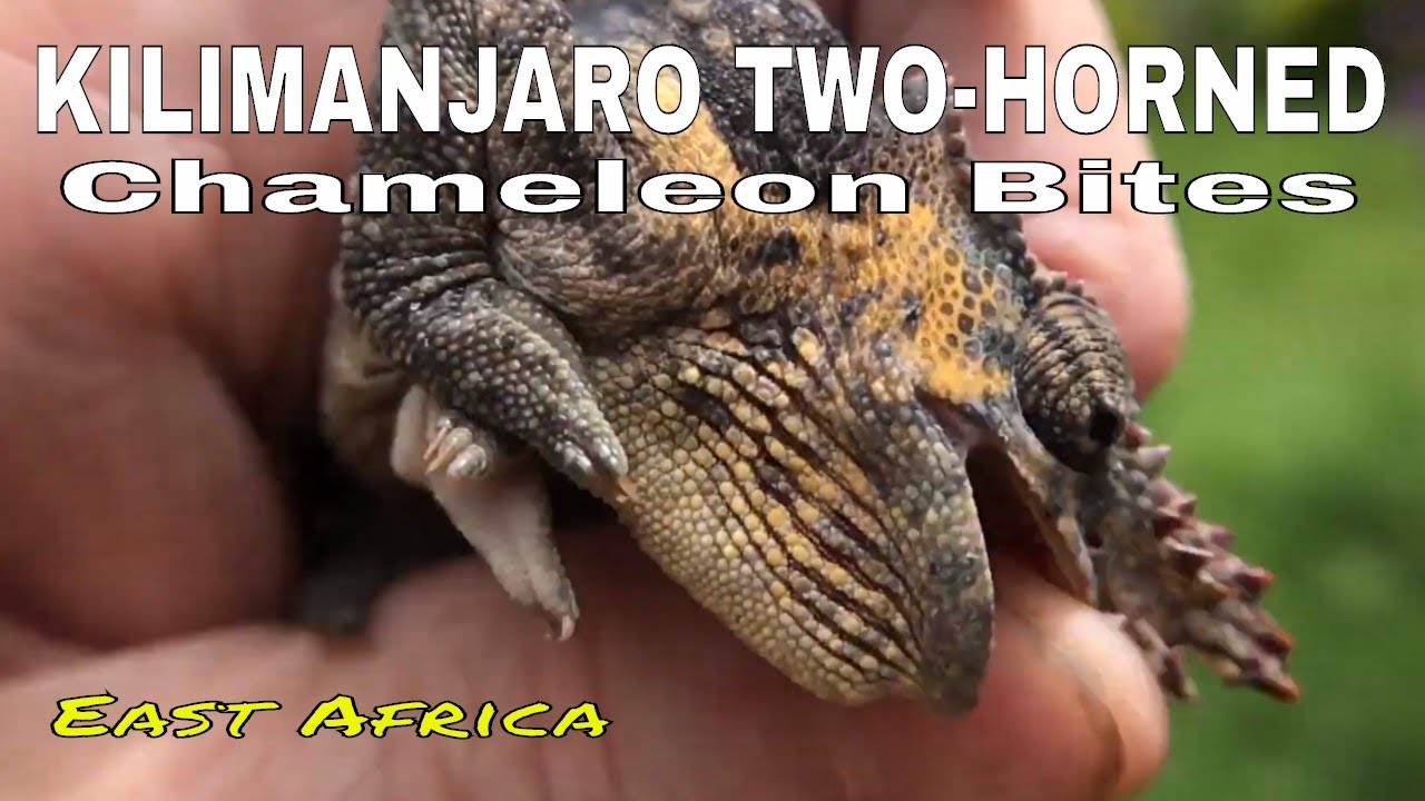 Wild Chameleon Attacks My Hand | Kilimanjaro Two-Horned Chameleon ...