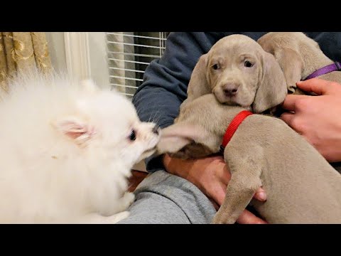 Pomeranian wants to bite Weimaraner ears! - YouTube