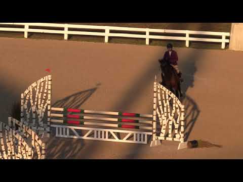 Video of LEVISTOFF Z ridden by TAYLOR FLURY from ShowNet! - YouTube