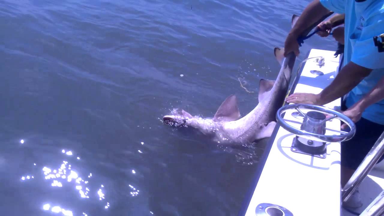 Seven Foot Shark - YouTube