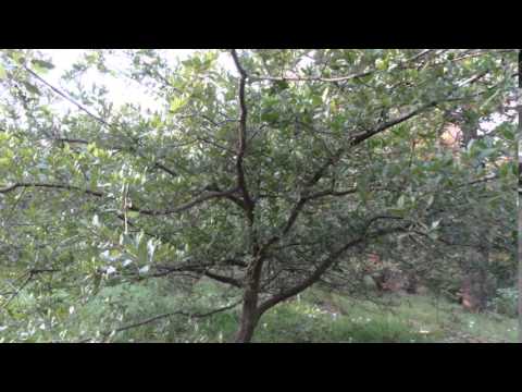 Meşe Ağacı ile Meditasyon-Meditation by Oak trees-Meditacion por la roble.Nadide Yiğitbaş