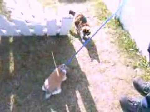 Dangerous rabbit - YouTube