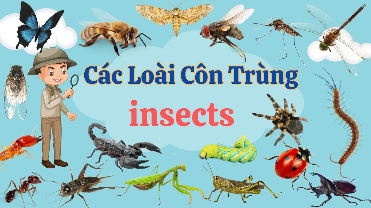 Dạy Bé Các Loài Côn Trùng - Insects | Các Loài Côn Trùng Song Ngữ Anh ...