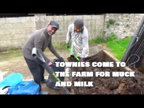 TOWNIES COME TO THE FARM FOR MUCK AND MILK - YouTube