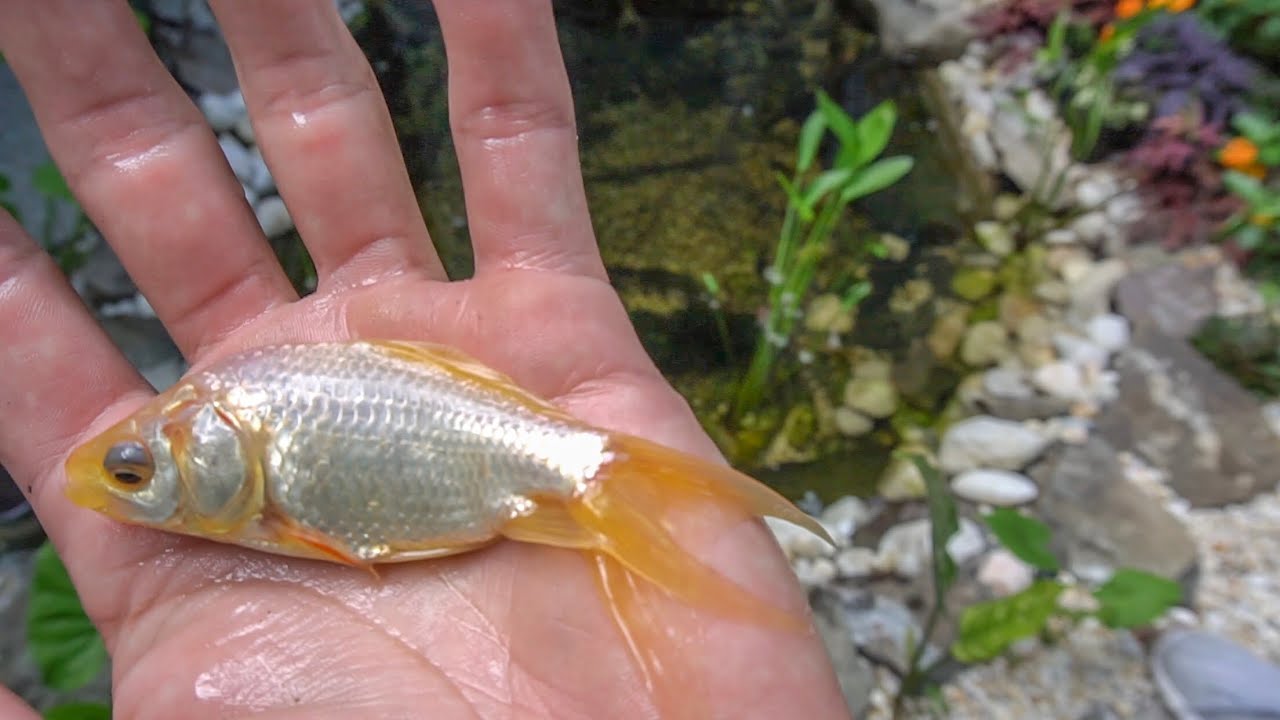 Getting ANOTHER FISH FOR MY MINI POND! - YouTube