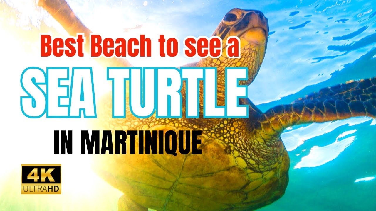 Where to spot SEA TURTLES in Martinique - YouTube