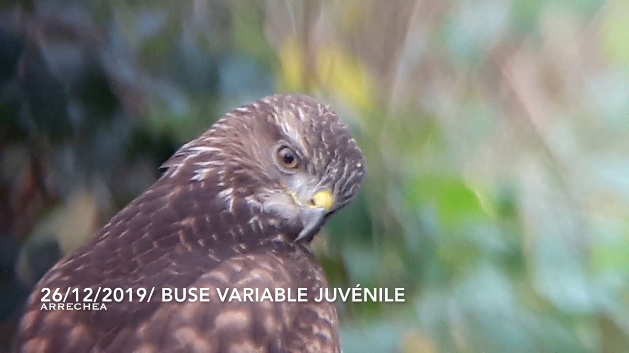 Buse variable (Buteo buteo) - YouTube