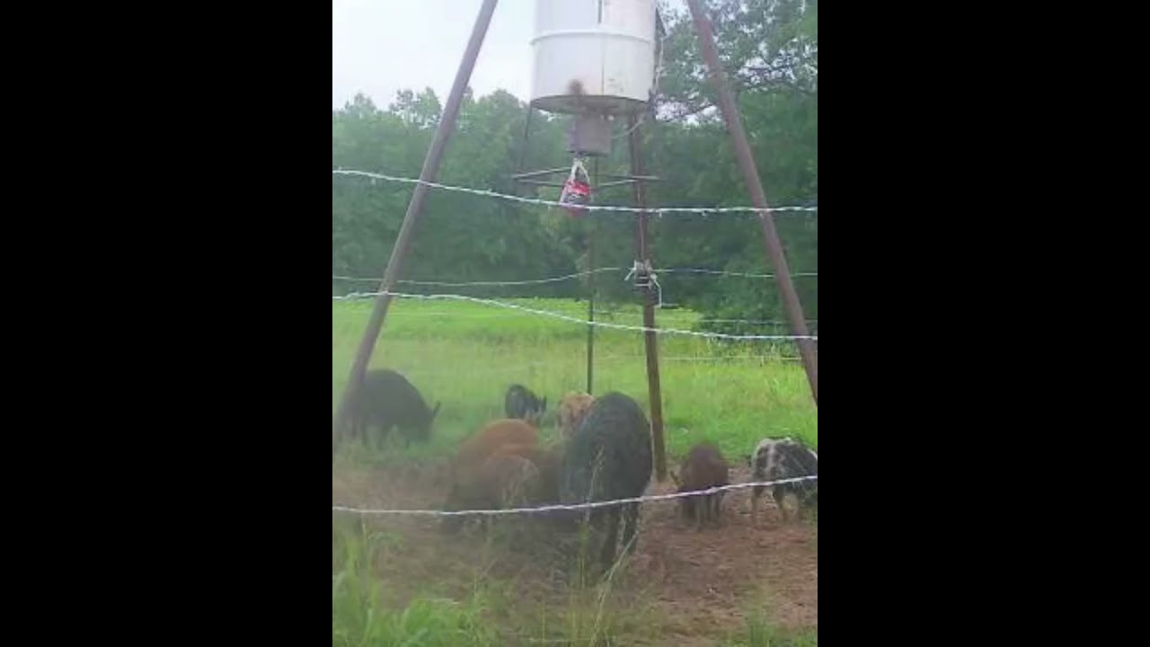 Rootin Juice wild hog attractant #hogbait #wildhogs #thermalhunting ...