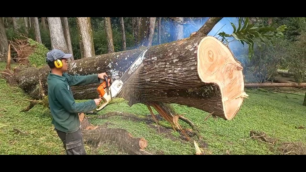 cara potong kayu pakai sinso - YouTube