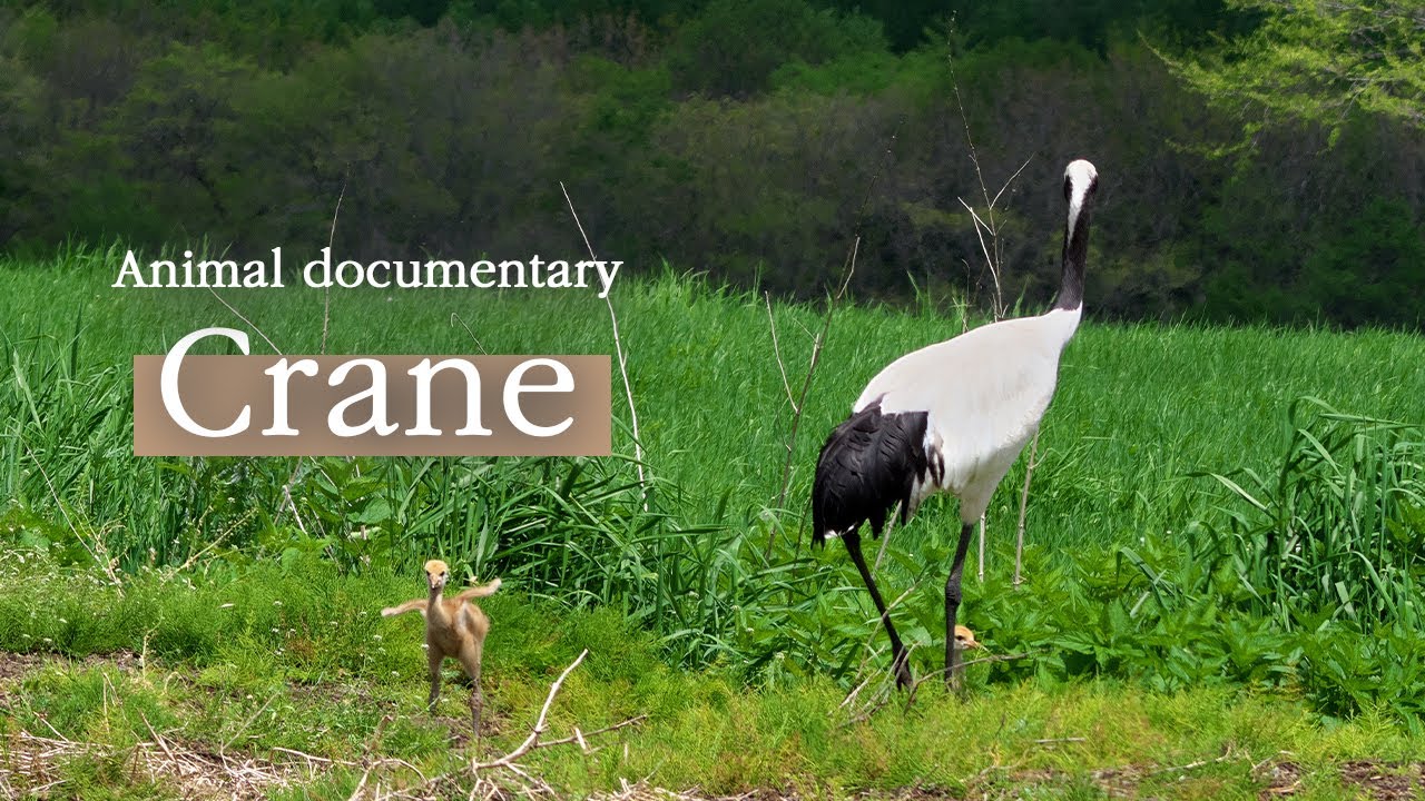 Crane [Animal Documentary] - YouTube