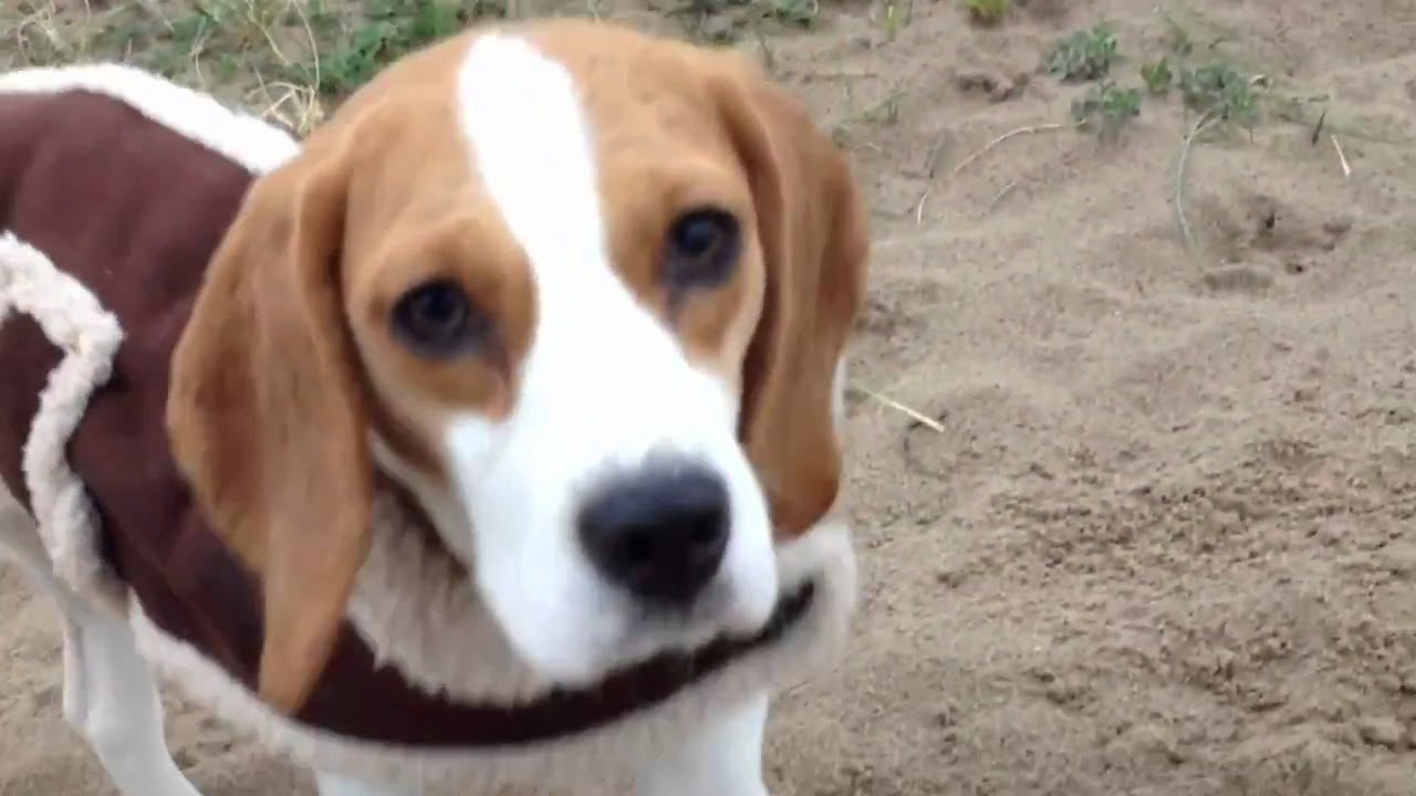 Beagles Hanging Out On The Beach With Their Human - YouTube