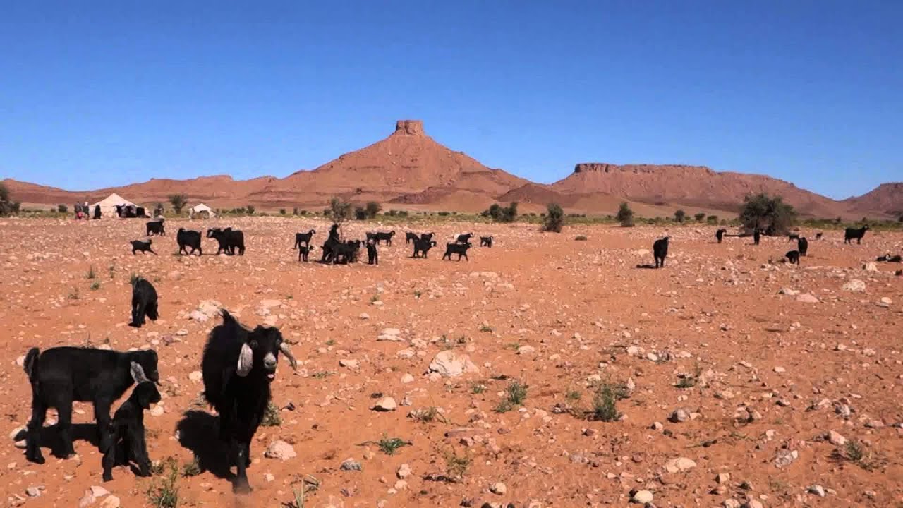 Goats in nomad camp in Sahara Desert Morocco - YouTube
