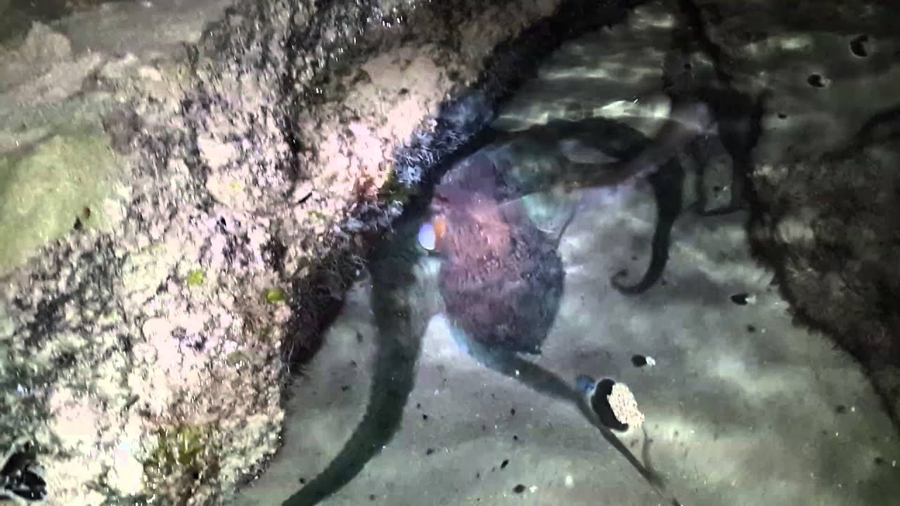 Octopus in rock pool at Dana Bay Beach - YouTube