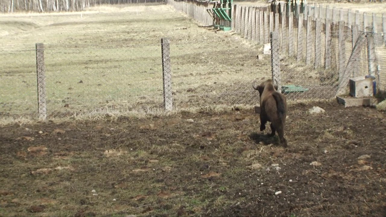 BISON JUMP - YouTube