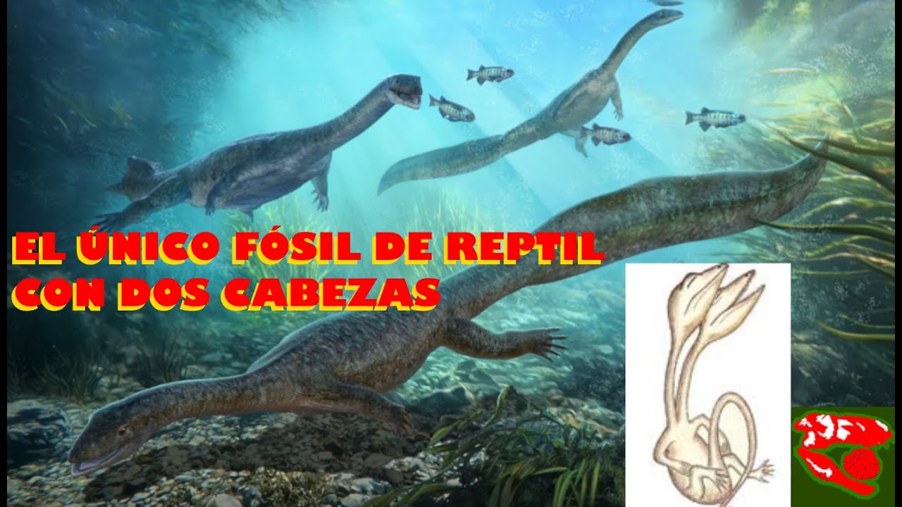 EL ÚNICO FÓSIL DE REPTIL CON DOS CABEZAS-EL EXTRAÑO CASO DEL ...