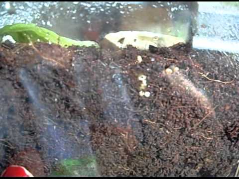 Baby Subulina octona snails hatching! - YouTube