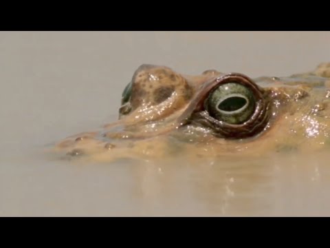 Rhinesuchus - Caminando con Monstruos [2005] - YouTube