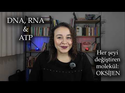 DNA, RNA and ATP: The Life-Changing Impact of a Single Oxygen Atom