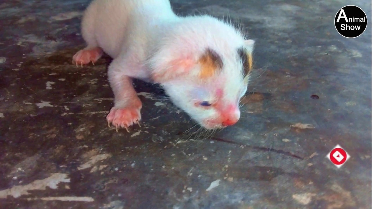 The kitten hasn't opened its eyes yet...it's only 02 days old | kitten ...