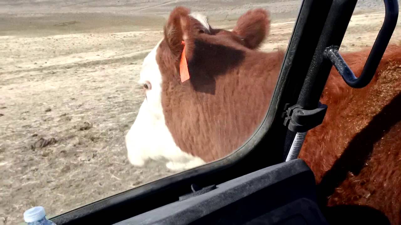 Using the Cow Trap again - YouTube