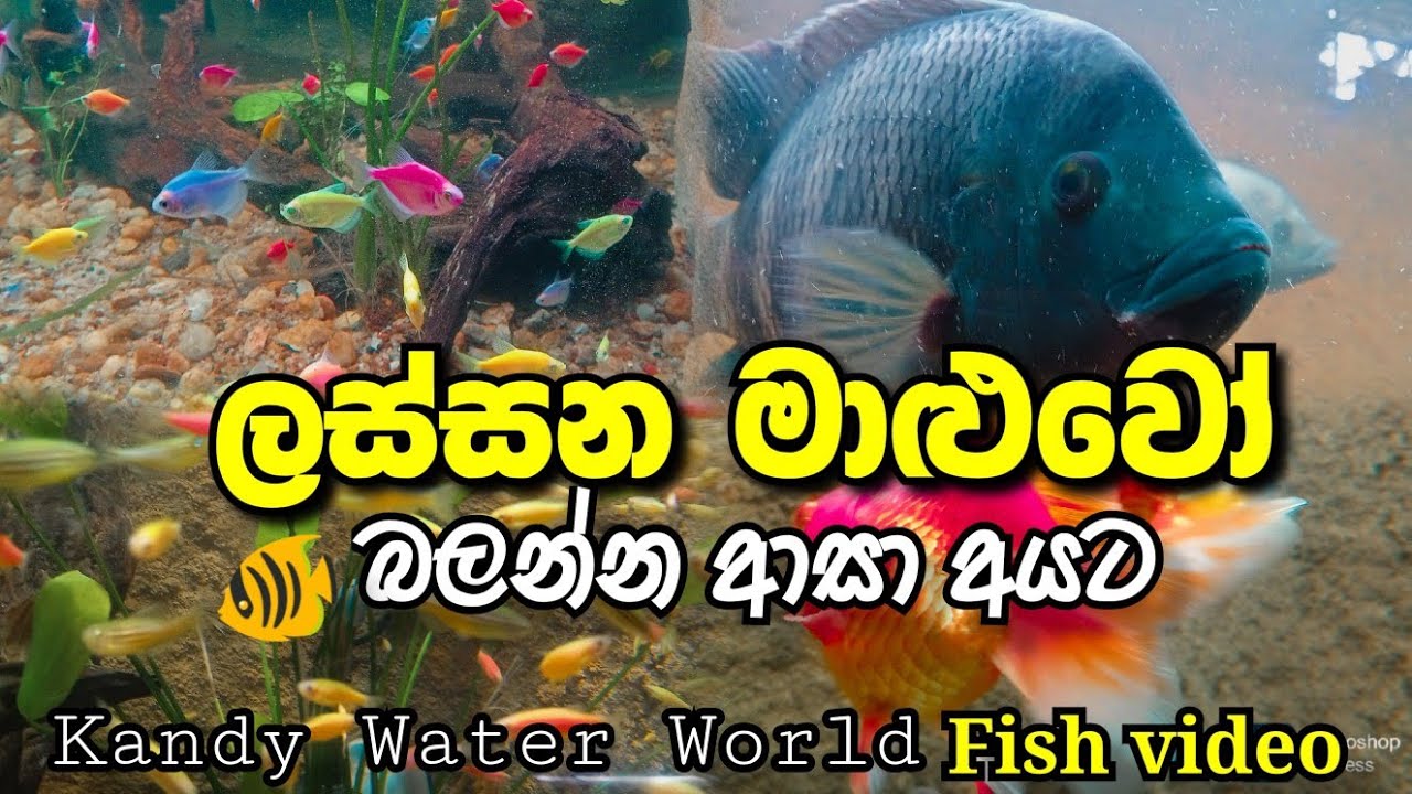 ලස්සන මාළුවෝ බලන්න ආසා අයට / මාළුවෝ වීඩියෝ / #waterworld Kandy 🐠#fish ...