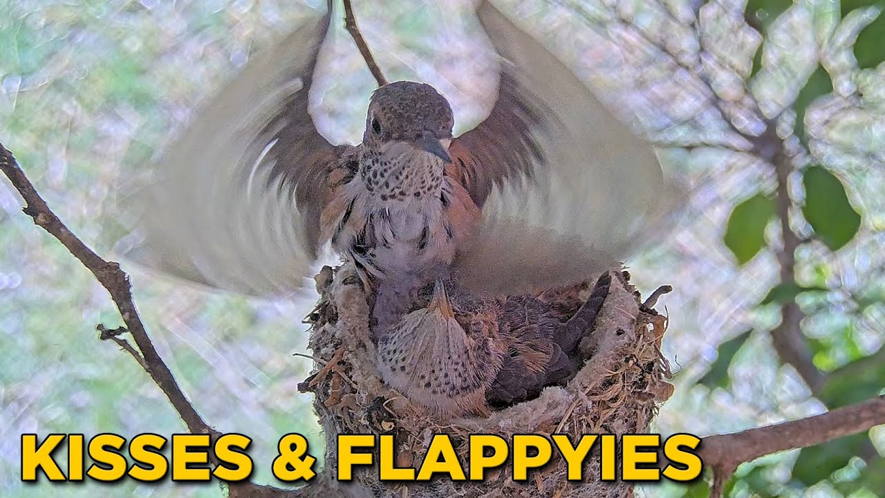 HUMMINGBIRD KISSES & FIGURE EIGHT FLAPPIES. #hummingbirdchicks # ...