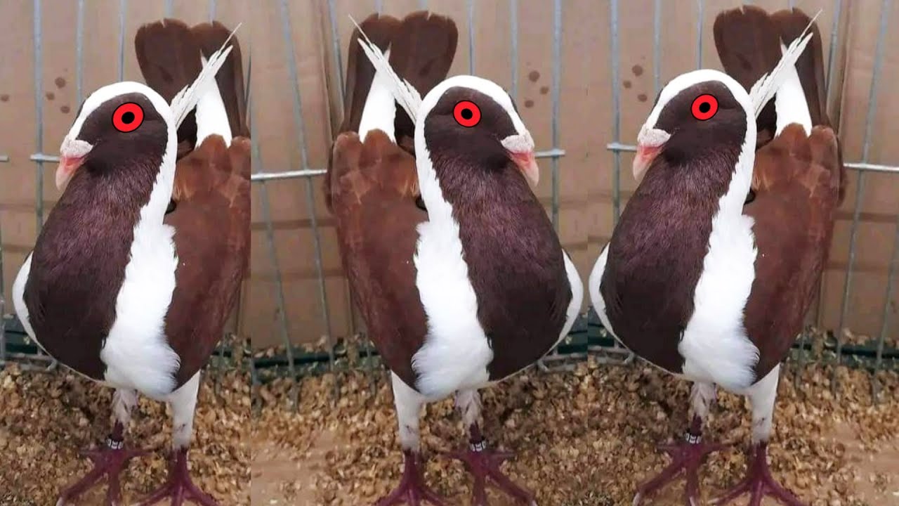 World unique amazing pigeons collection | Fancy pigeon farm | Different ...