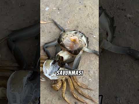 🦀 Kabuk Değiştiren Savaşçı: Yengeçlerin Hayatta Kalma Mücadelesi💀