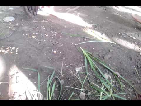 Kantutan ng manok by megzkie bajamundi