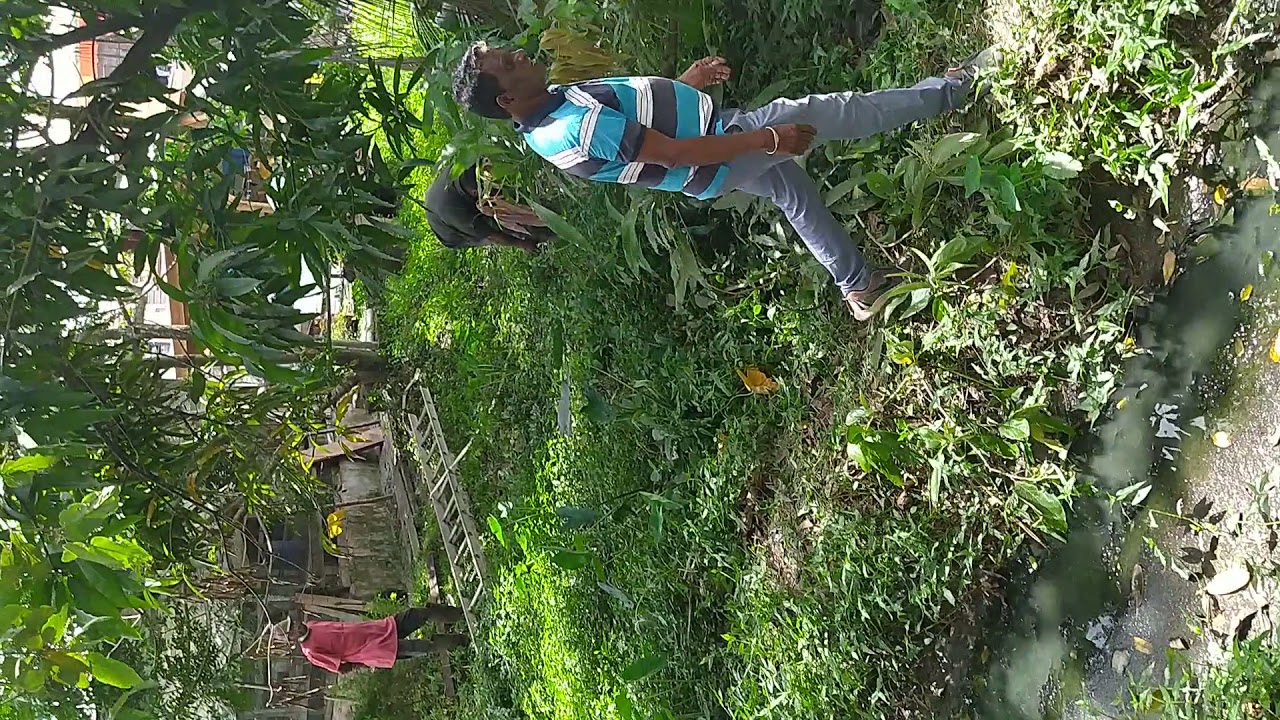 Herstelling NDC goons and Basant destroying my Gamma cherry tree on ...