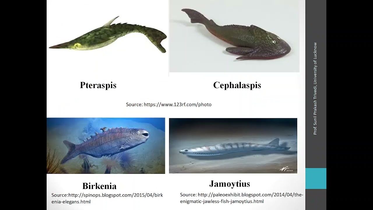 Jamoytius