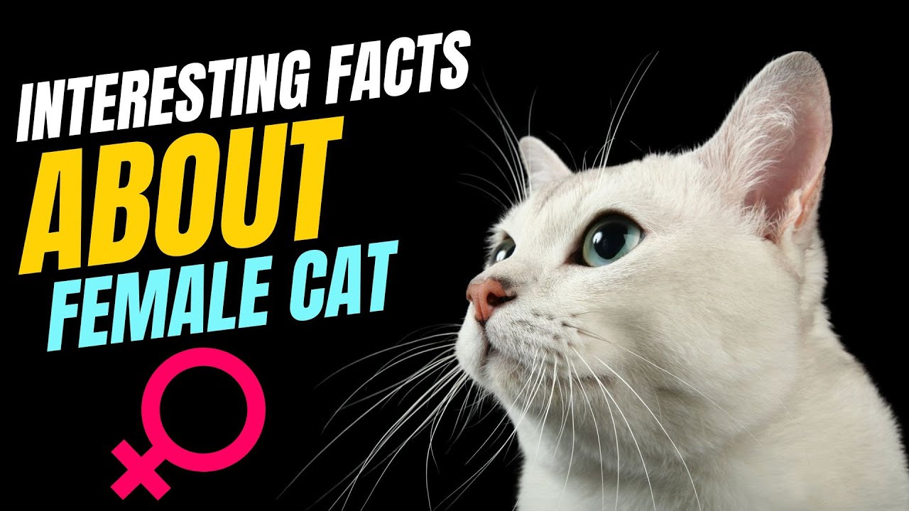 10 Fascinating Facts About Female Cats - YouTube